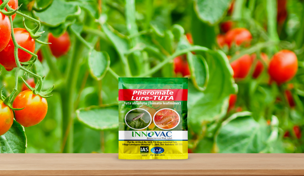 PHEROMATE LURE-TUTA - Innovac Bio Science